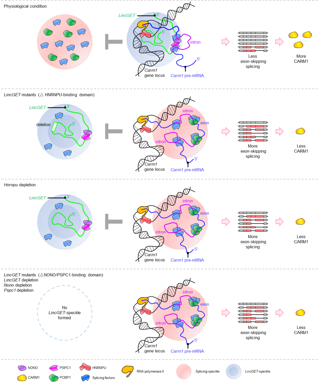 NSMB | 东农、东林和中科院动物所合作揭示RNA可变剪接调控小鼠第一次细胞命运决定-东北农业大学生命科学学院